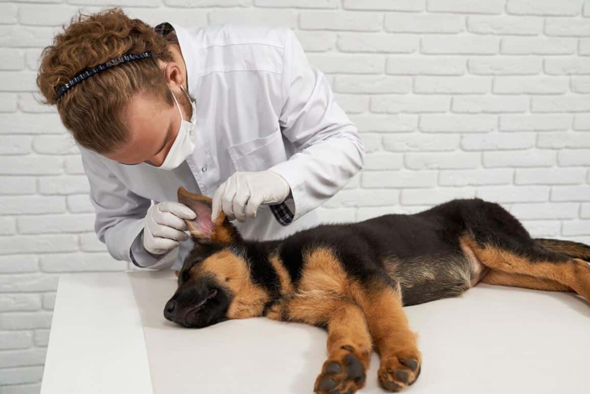 Honoring Your Pet's Memory: The Cremation Process - Ballwin, MO