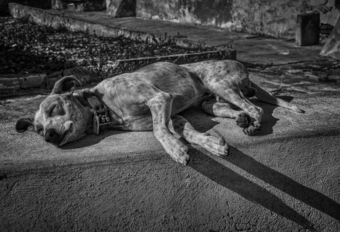 What You Need to Know about Dog Cremation - St. Louis, MO