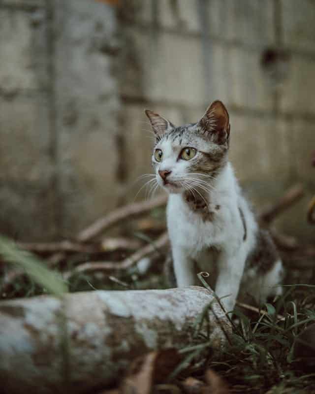 Cat Cremation Procedures and Expectations