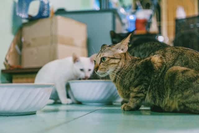 Honoring Your Pet By Supporting Shelter Animals
